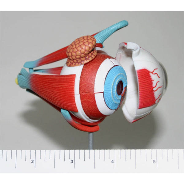 2-inch Eye Model with Muscles – Akriti Ophthalmic